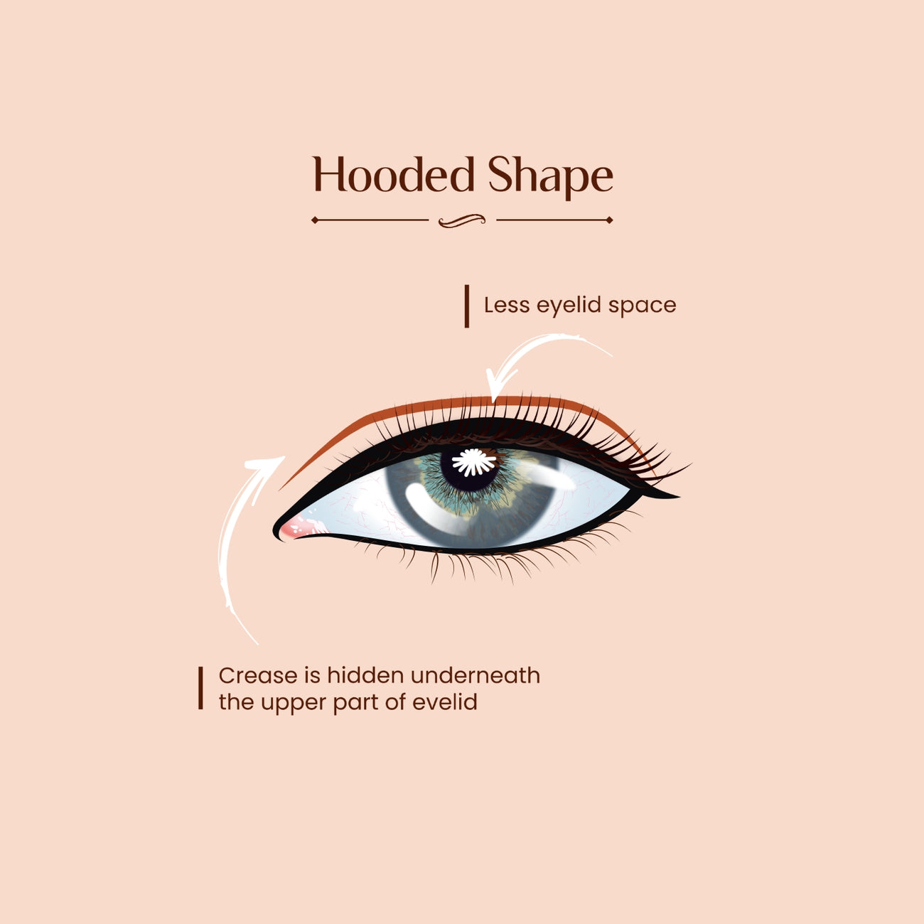 Expert Guide to False Eyelash for Your Eye Shape – Glance Cosmetics